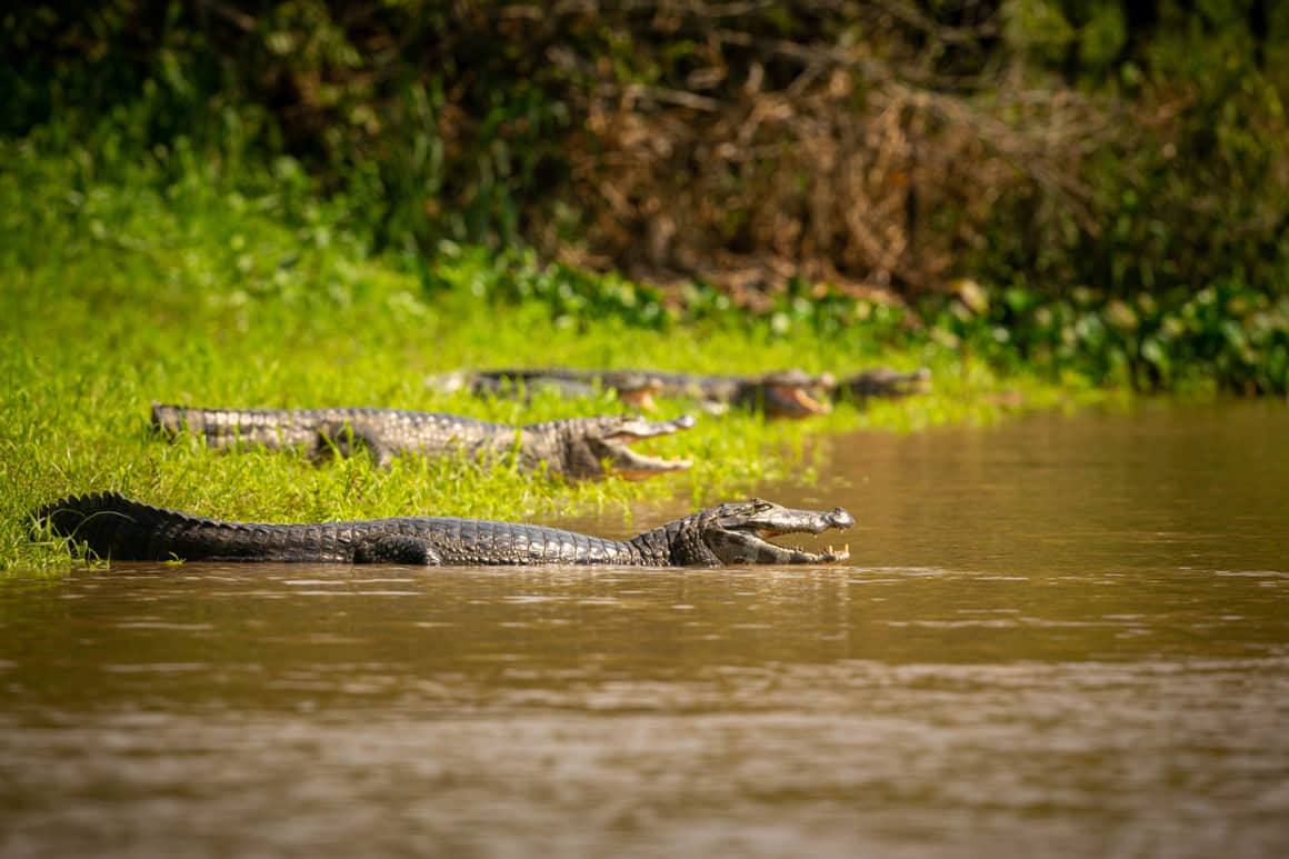Enfrenta polémica cadena de comida por presencia en Alligator Alcatraz ...