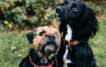 ¿Por qué los perros pequeños viven más que los grandes? - Noticias en USA