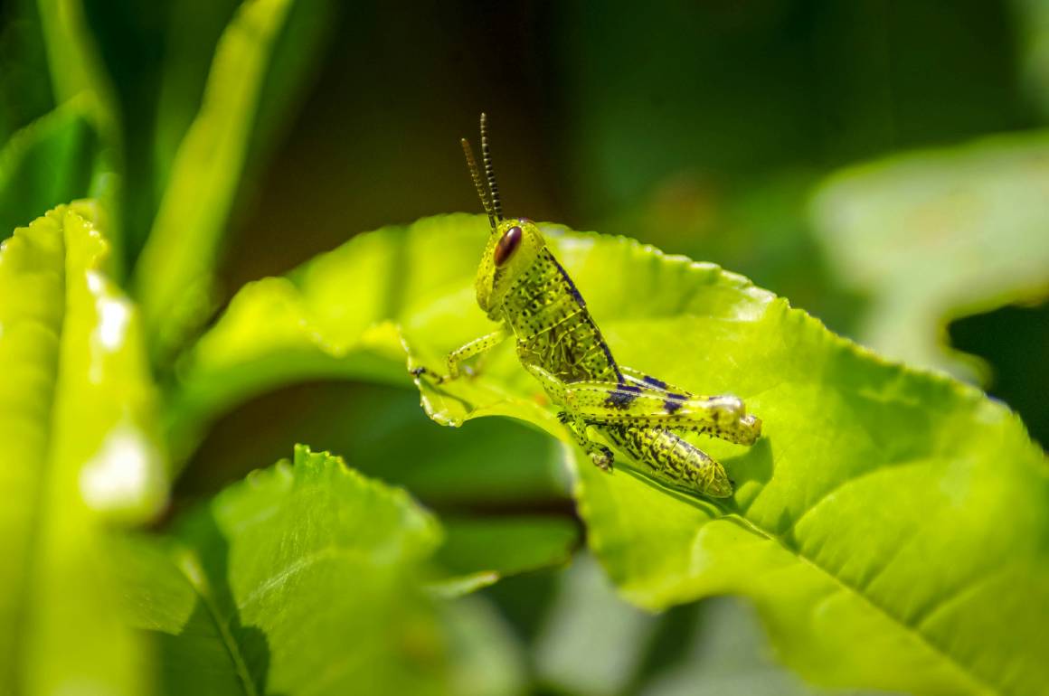 Descubren 16 nuevas especies de insectos en Costa Rica - Noticias en USA