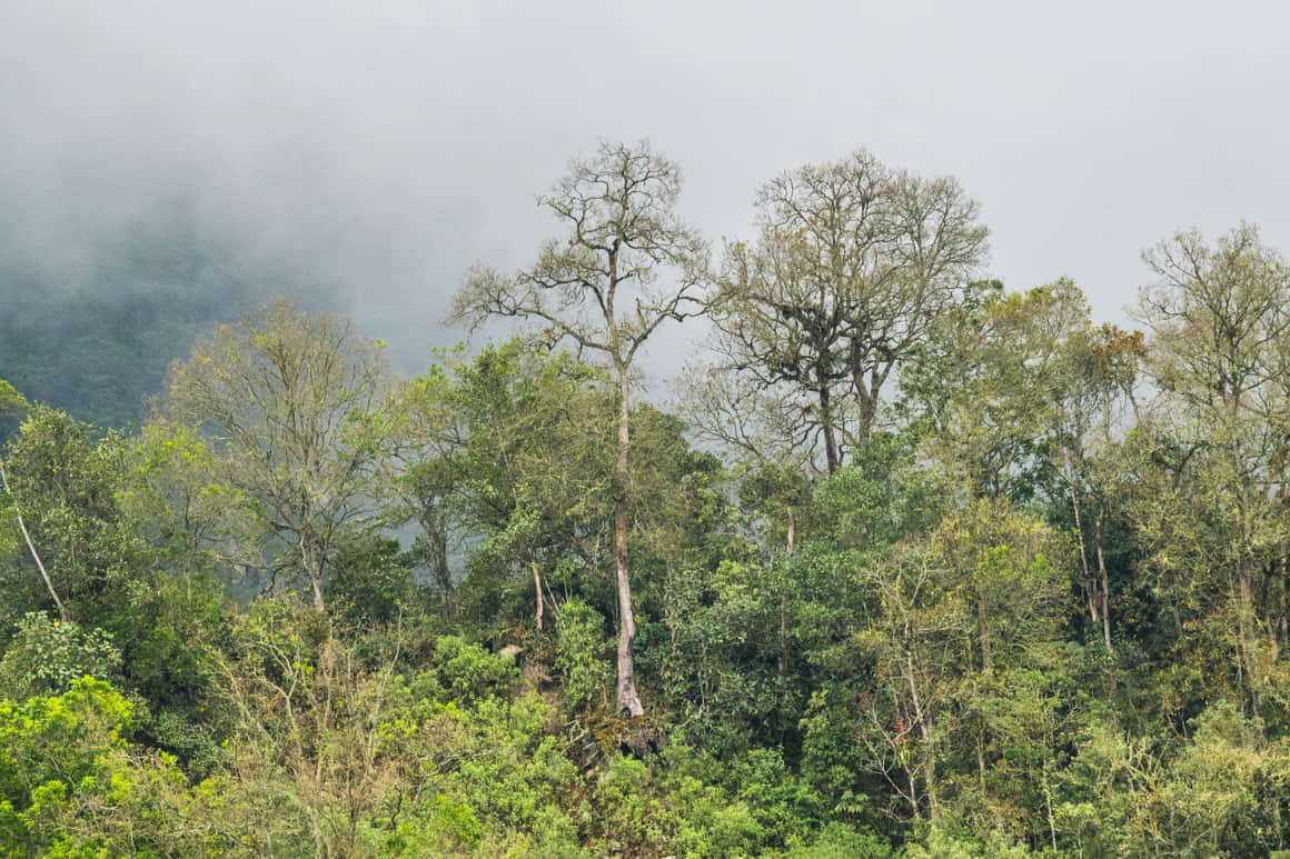 Rescatan en la selva de Colombia a 5 niños que huían de reclutamiento ...