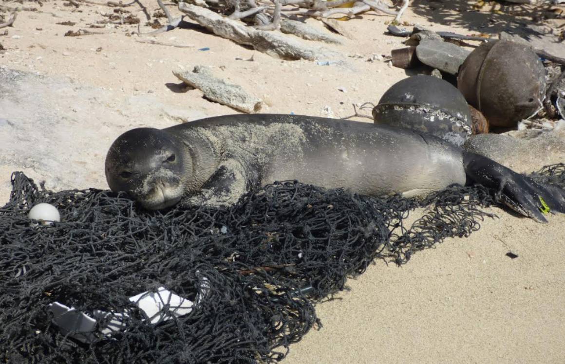 Arrestan a ucraniano que arrojó piedra a foca monje en Hawái - Noticias ...